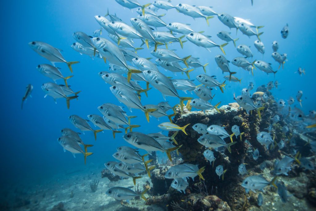 Events - Bitter End Yacht Club